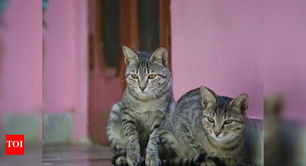 Here’s all about teaching your cat social skills - Times of India