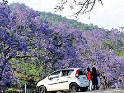 Jacaranda, a visual feast, gives boost to Munnar tourism | Kochi News ...