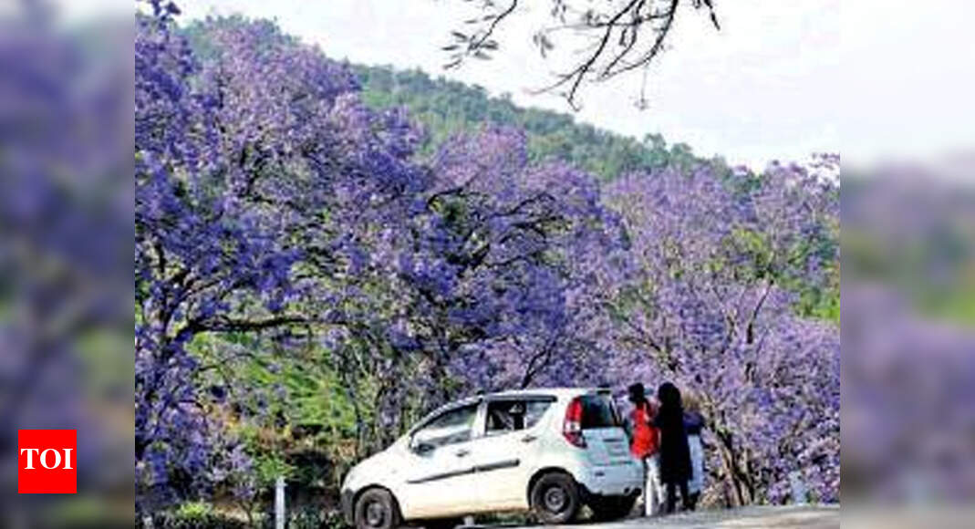 Jacaranda, a visual feast, gives boost to Munnar tourism | Kochi News ...