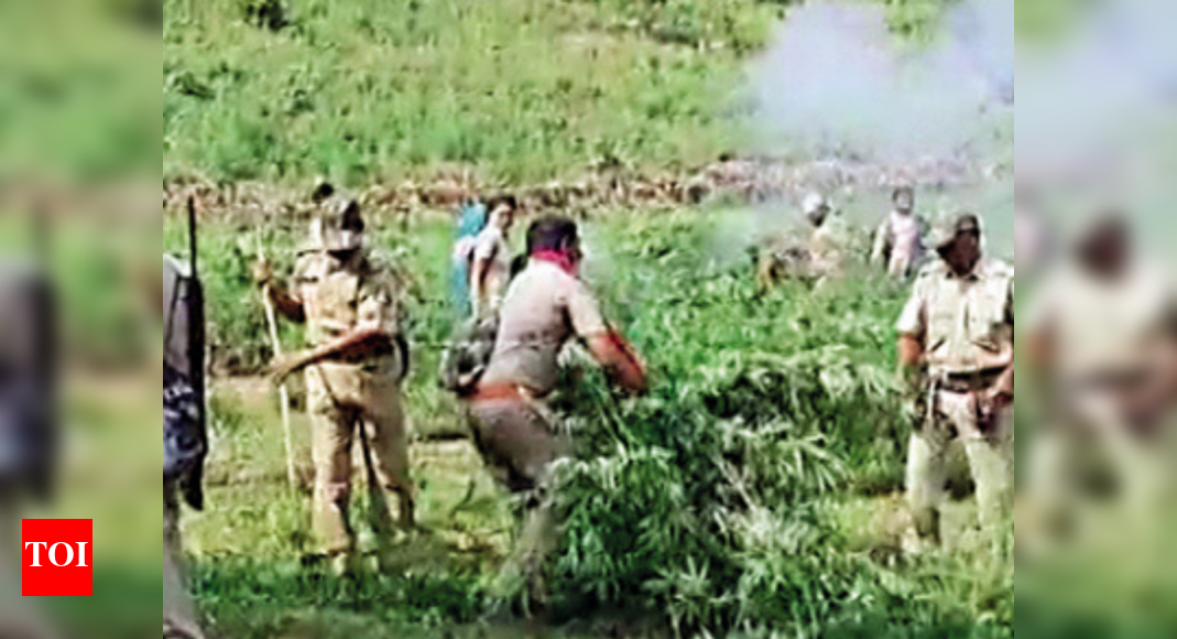 Odisha: Ganja plants worth Rs 5,750 crore destroyed in seven months ...