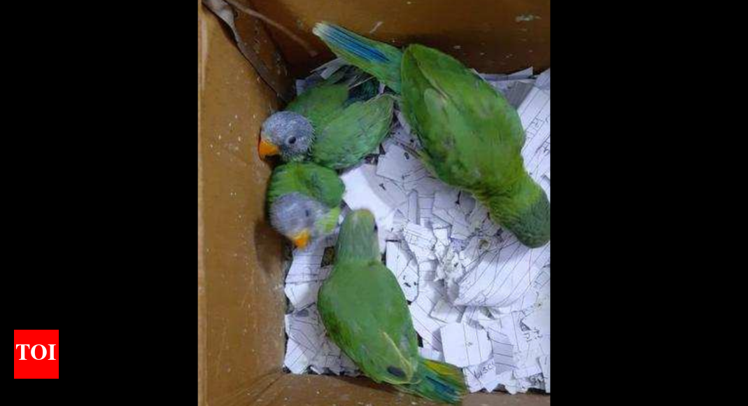 3 held for trafficking parakeets, turtles | Nagpur News - Times of India