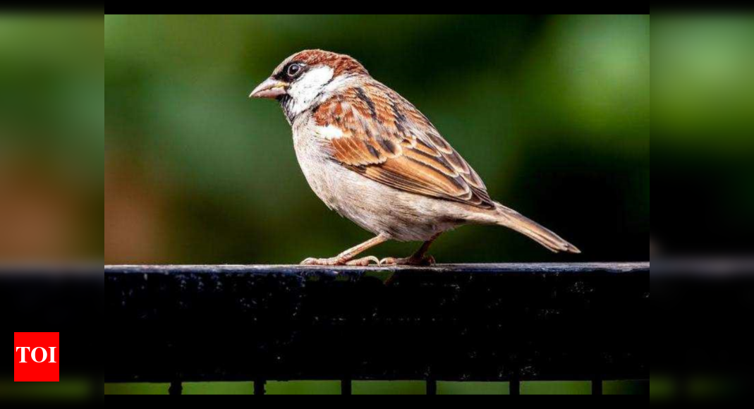Host a nest to save sparrows in your city | Chennai News - Times of India