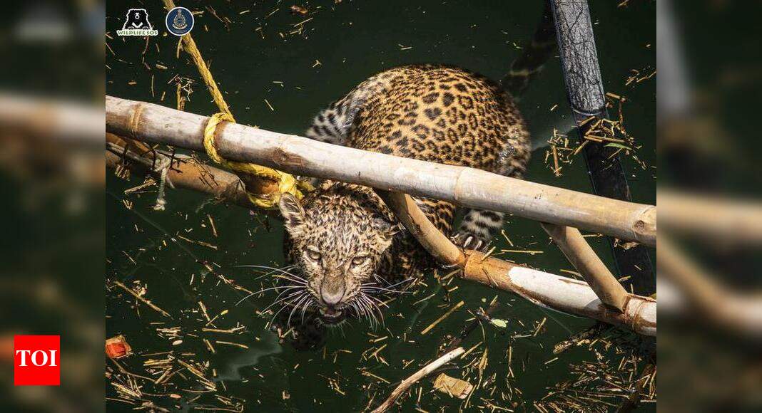 Leopard trapped in open well rescued using ladder | Nagpur News - Times of India