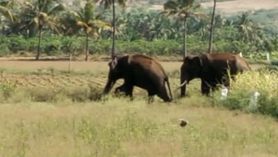 Wild elephants enter village in Coimbatore, attack two senior citizens ...