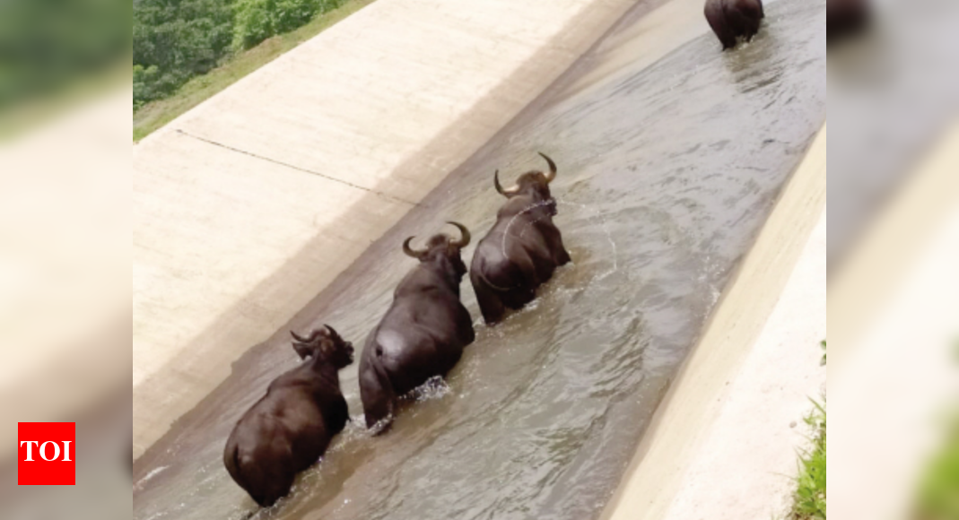 Goa: Locals of Canacona’s forest areas fear bison, bear attacks | Goa ...