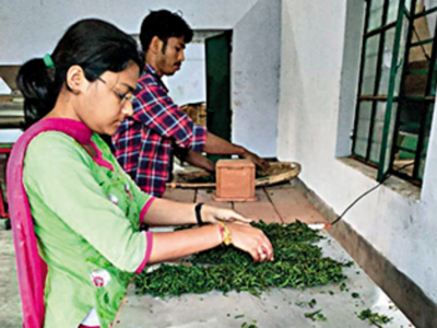 Hand-rolled Tripura tea fetches record Rs 12,500 per kg | Agartala News ...
