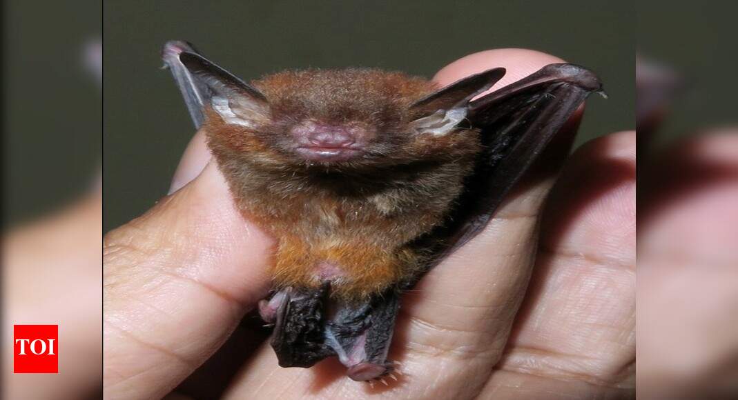 First disk-footed bat from India reported in Meghalaya | India News ...
