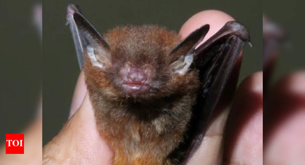 First disk-footed bat from India reported in Meghalaya - The Times of India