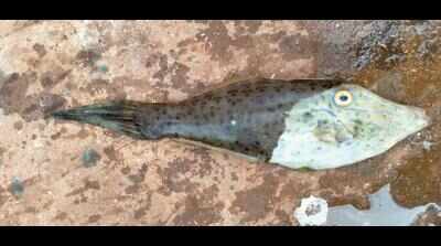 Rare fish netted in Zuari sparks interest | Goa News - Times of India