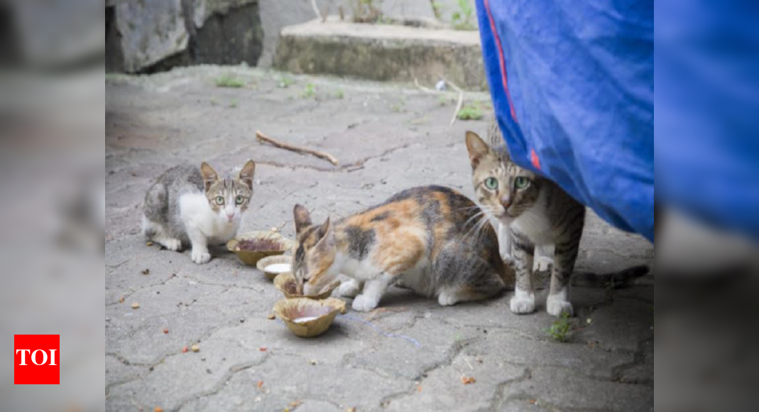 Mumbai: Mysterious cat killer on prowl in Bandra; 6 felines attacked ...