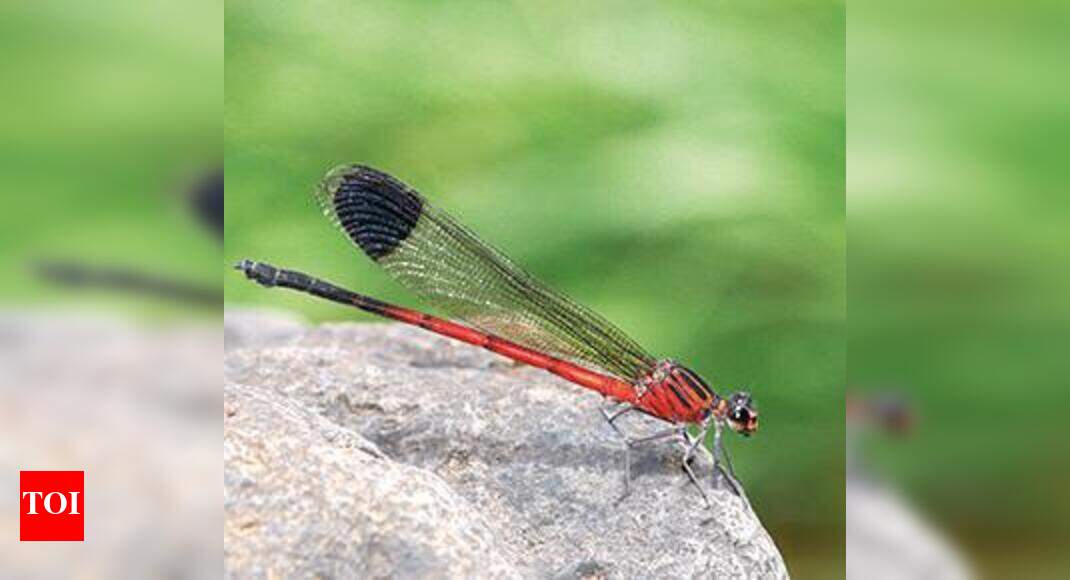 Two new insect species discovered in Western Ghats at Satara | Mumbai ...