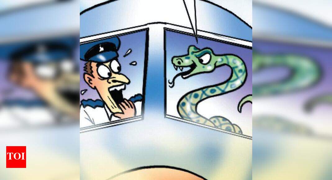 Mumbai: Guard bitten by snake survives | Mumbai News - Times of India