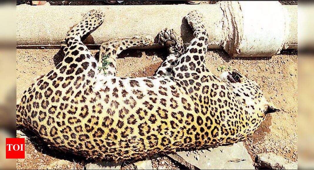 Pune: Leopard falls into well, dies as head gets stuck in plastic bag ...