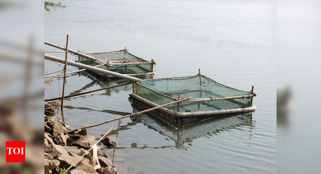 Punjab: Rs 2.7 crore action plan approved to promote fish farming in ...