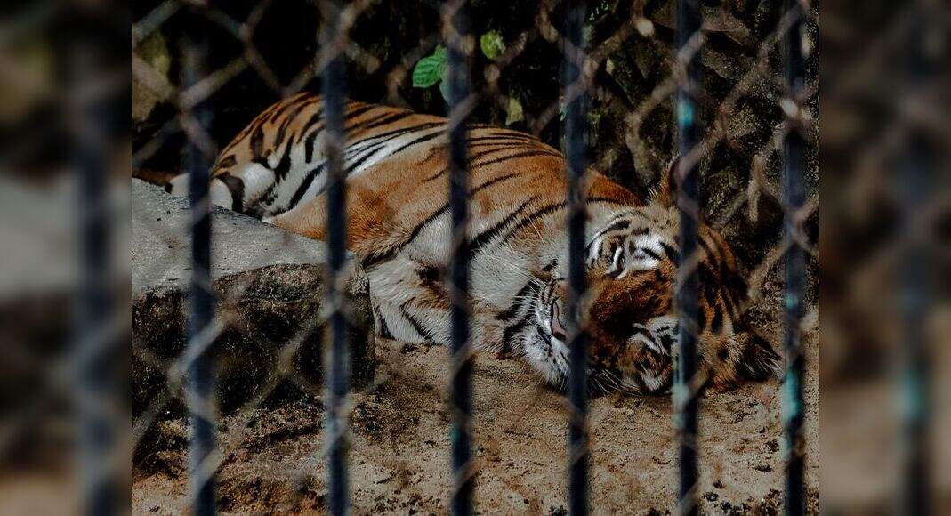 West Bengal bans visitors from entering into zoos, and sanctuaries ...