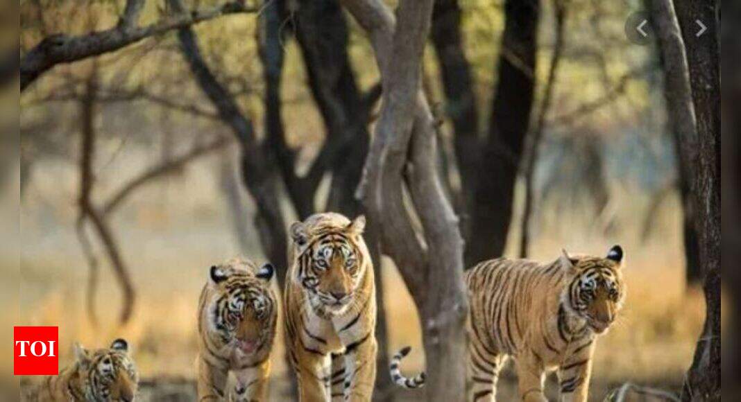 Goa: After Bondla Zoo, wildlife sanctuaries shut for public | Goa News ...