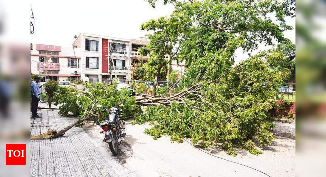 Strong winds uproot a dozen trees in city | Chandigarh News - Times of ...