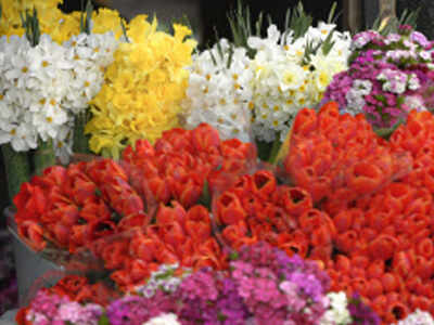 Official Flower Of Rajasthan | Best Flower Site