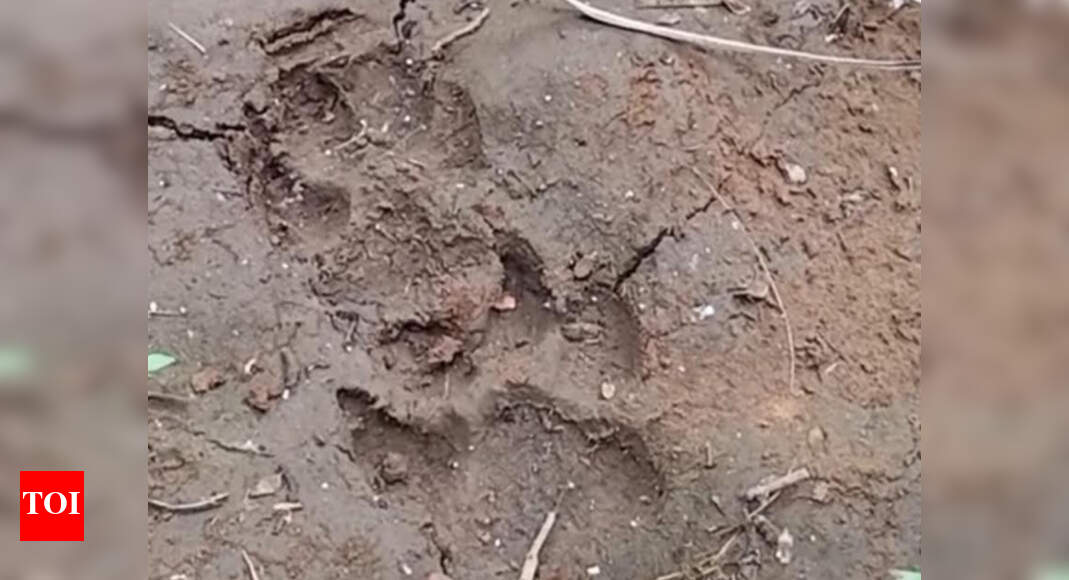 Pugmarks of wild animal found in some villages in Virar | Mumbai News ...