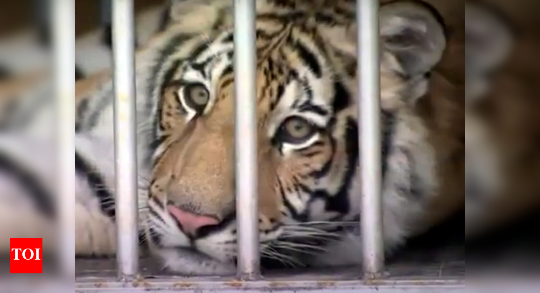 Missing Texas tiger transported to animal sanctuary - The Times of India