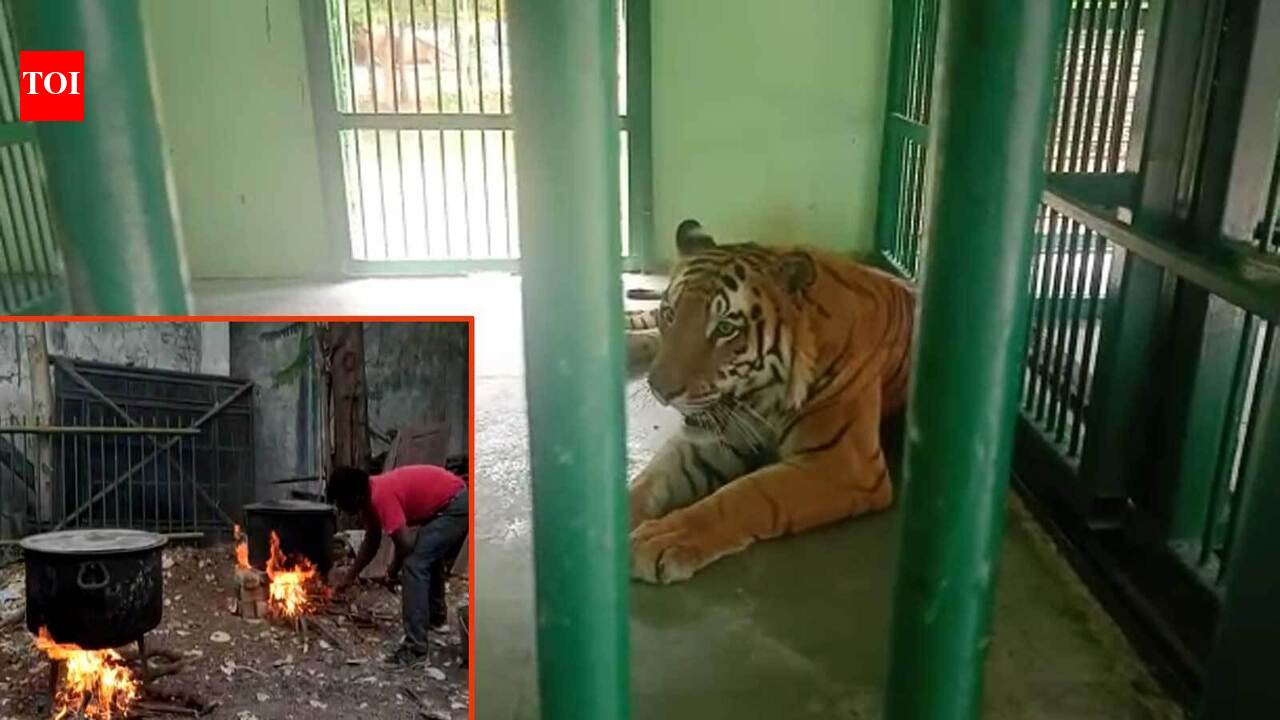 Boiled meat for animals at Indore zoo to protect them from Covid-19 ...