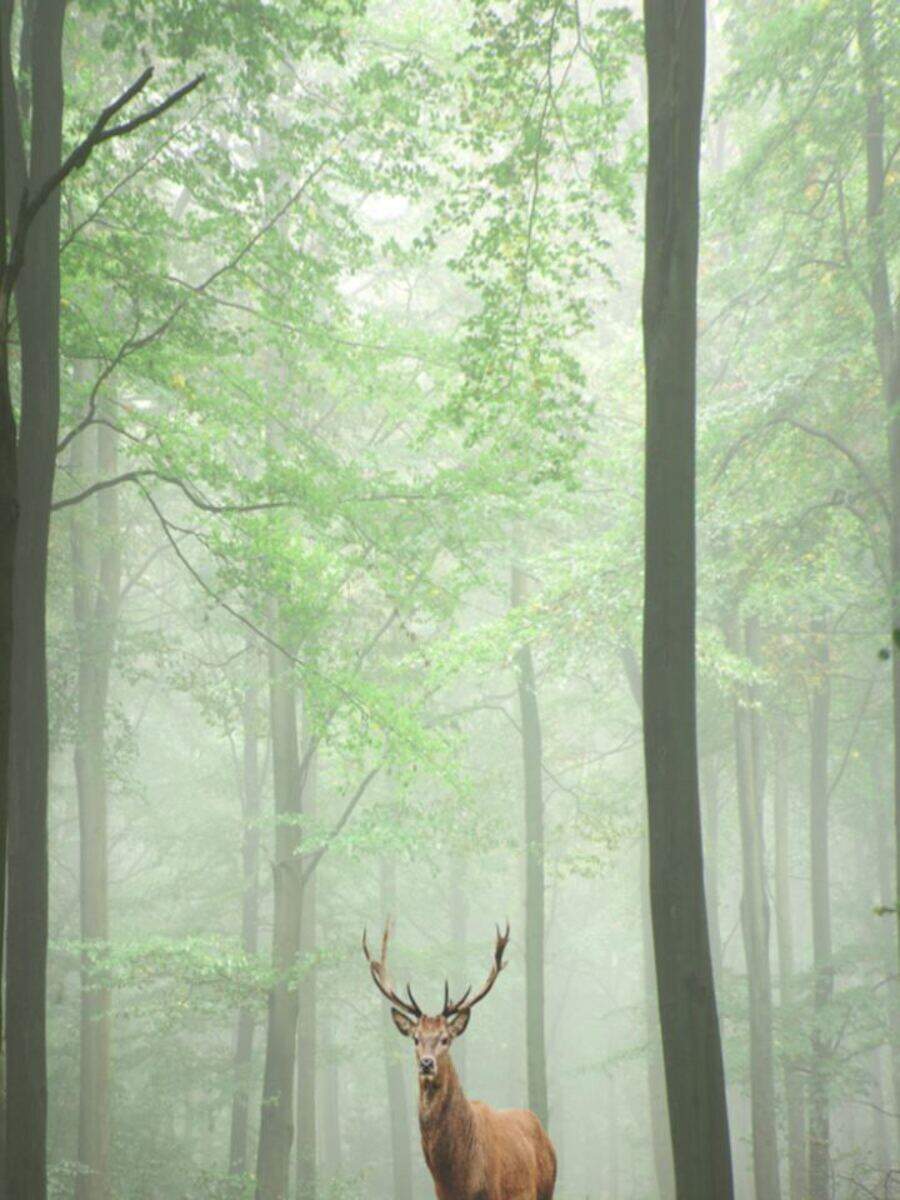 Lose yourself to nature in these wonderful forests | Times of India