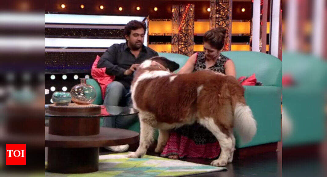 Meghana Raj Sarja loses her pet dog Bruno | Kannada Movie News - Times ...