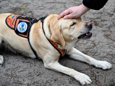 ‘Dogs can sniff Covid almost as well as PCR tests’ - Times of India