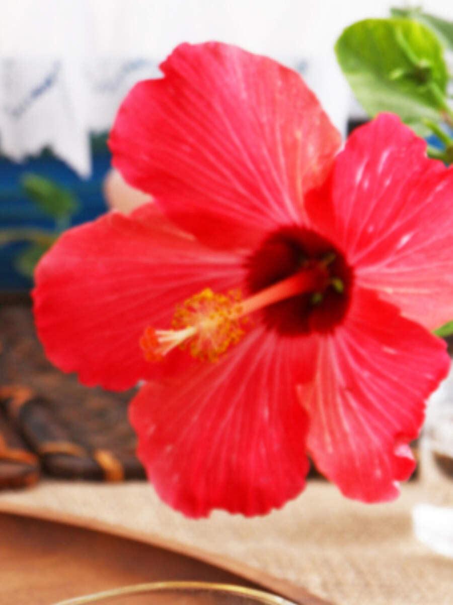How To Make Hibiscus Oil At Home Times Of India