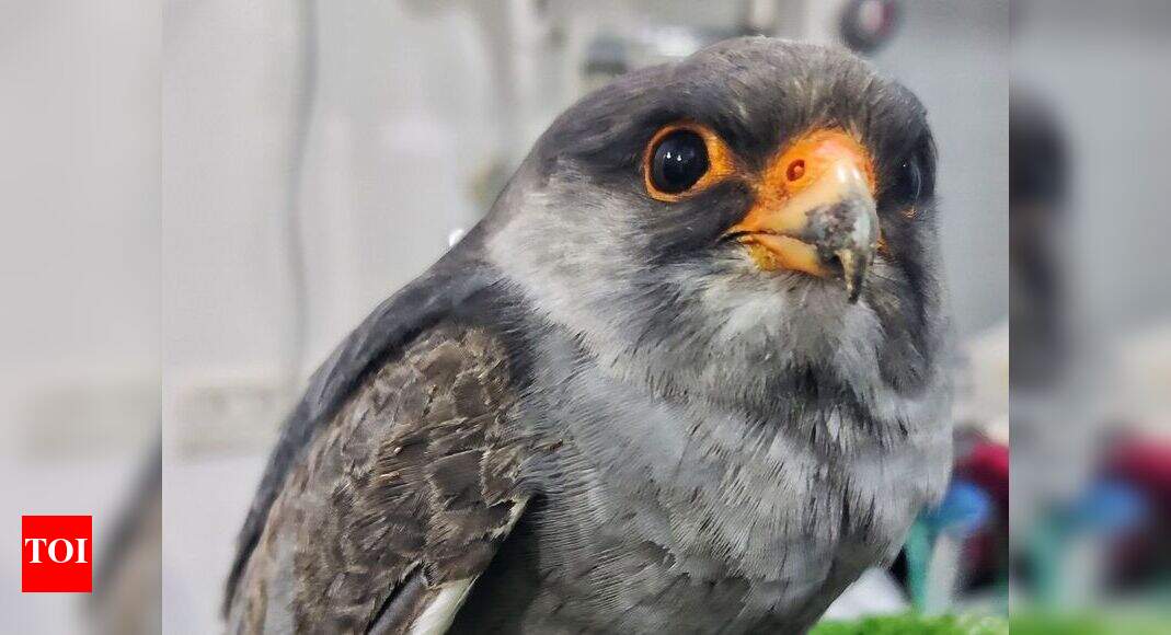 Cyclone affected Amur Falcon rescued in Mumbai | Mumbai News - Times of ...