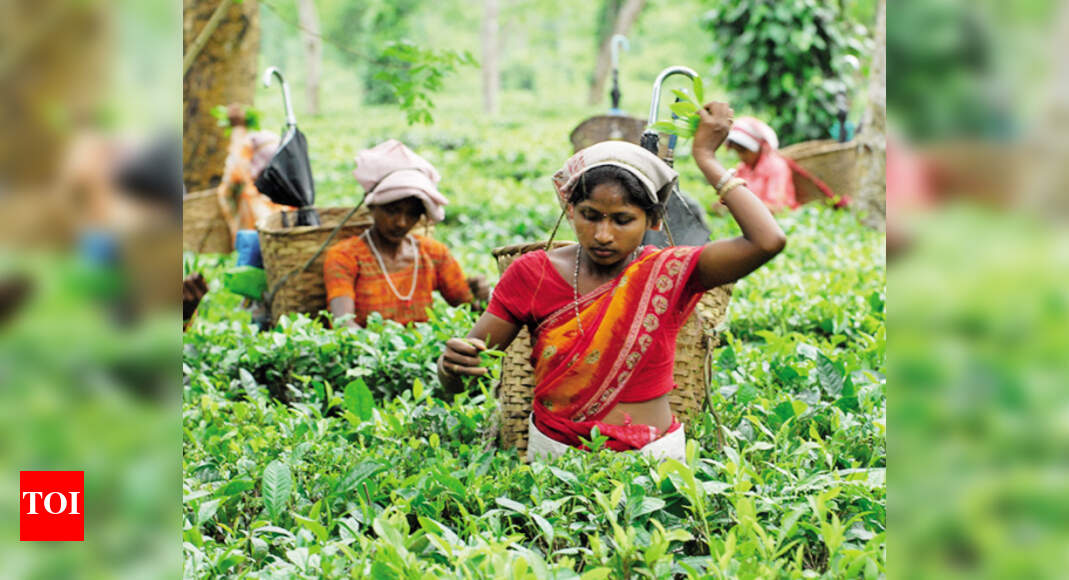 Lockdown, poor rainfall set to bring down Assam’s tea yield | Guwahati ...