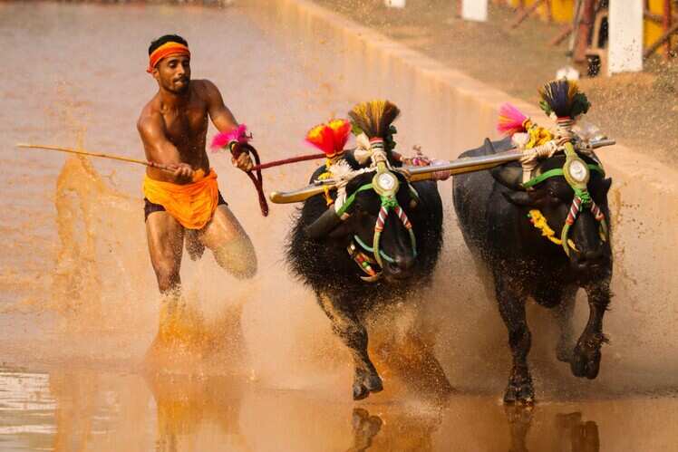 The famous five cultural festivals of Karnataka | Times of India Travel