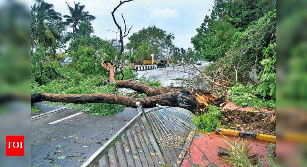 Mumbai: Man injured in tree branch collapse due to cyclone dies ...