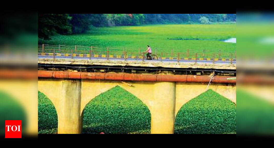 Residents fume over perennial hyacinth around Holkar bridge | Pune News ...