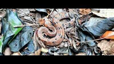Rescued endemic hump-nosed pit viper delivers seven offspring in ...