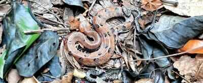 Rescued endemic hump-nosed pit viper delivers seven offspring in ...