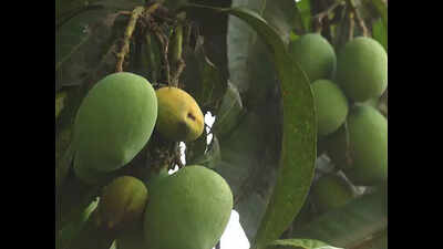 Gujarat: Gir kesar ruined, Kutchi variety to get dearer | Ahmedabad ...