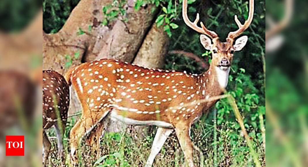 Kolhapur: Rise in prey animals in conservation reserves is key ...
