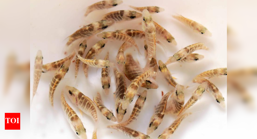 Chennai-based researchers develop tech for captive breeding of red ...