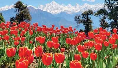 Foresters turn Kumaon wasteland into riot of flowers | India News ...