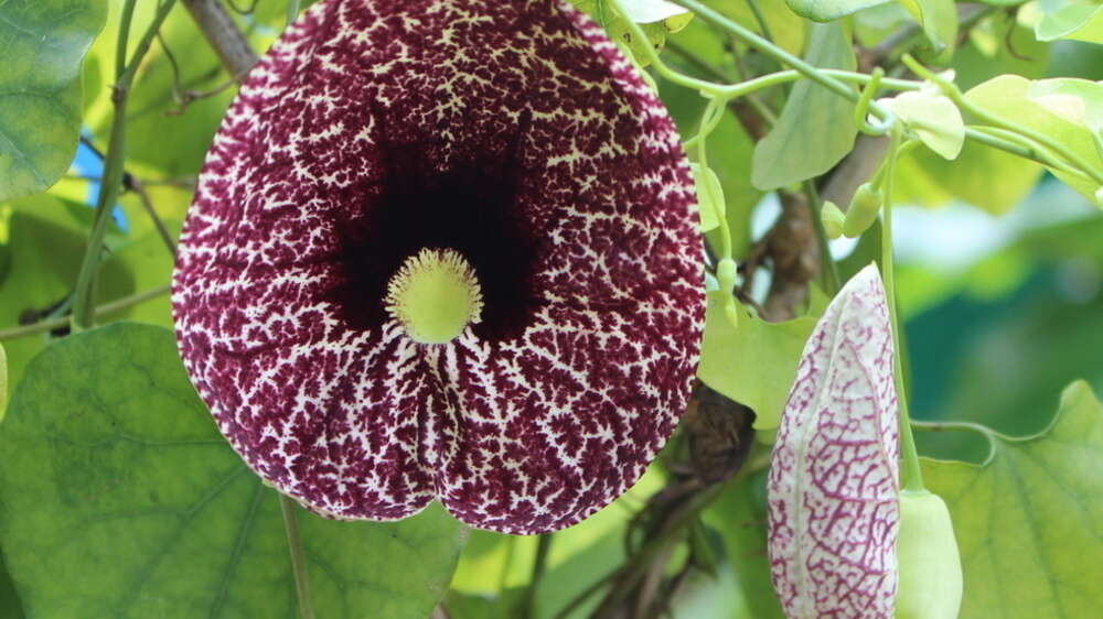 Photos of rare flowers on IISc-Bangalore campus | The Times of India