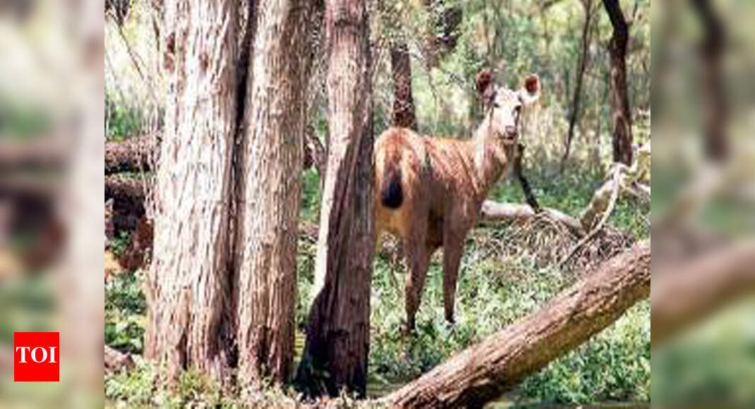 Chandigarh reports to Wildlife Institute of India proof of leopard ...