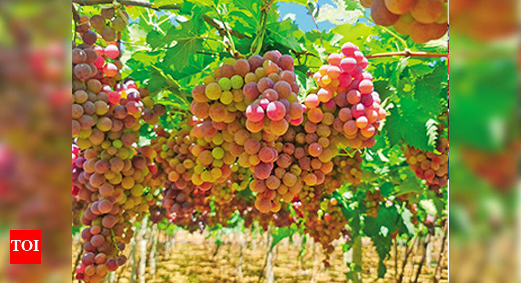 Sirumalai grapes now delivered at doorstep in TN's Dindigul district ...