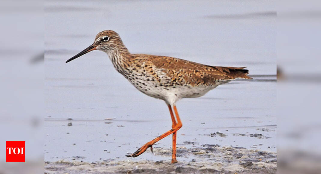 Waders start return migration trip from Chennai | Chennai News - Times ...