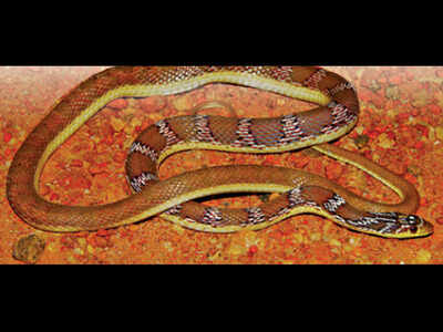 Two new snake species take Tamil Nadu’s number to a century | Chennai ...
