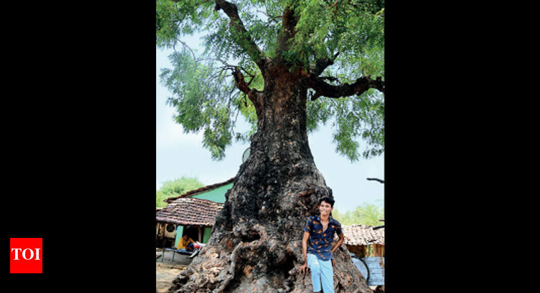 Nagpur: Two Covid-free villages feel their immunity due to bhui neem ...