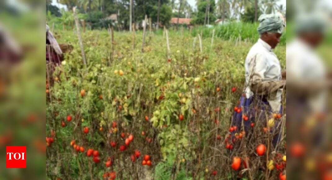 12 districts get nod for horticulture cluster development pilot ...