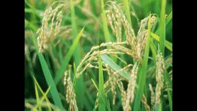 Andhra Pradesh sets record in paddy procurement despite Covid-19 ...