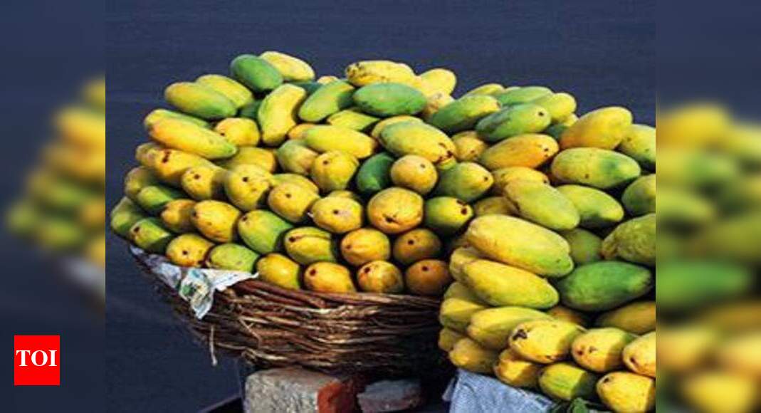 Lucknow mango cluster to reap dividends for farmers | Lucknow News - Times of India