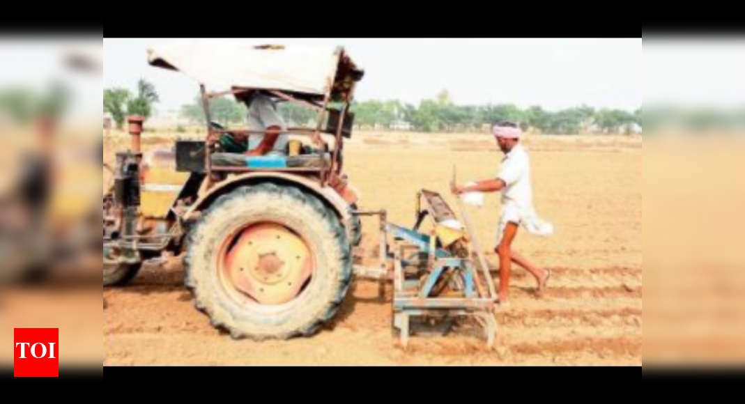 Despite delays, cotton sowing area grows | Amritsar News - Times of India